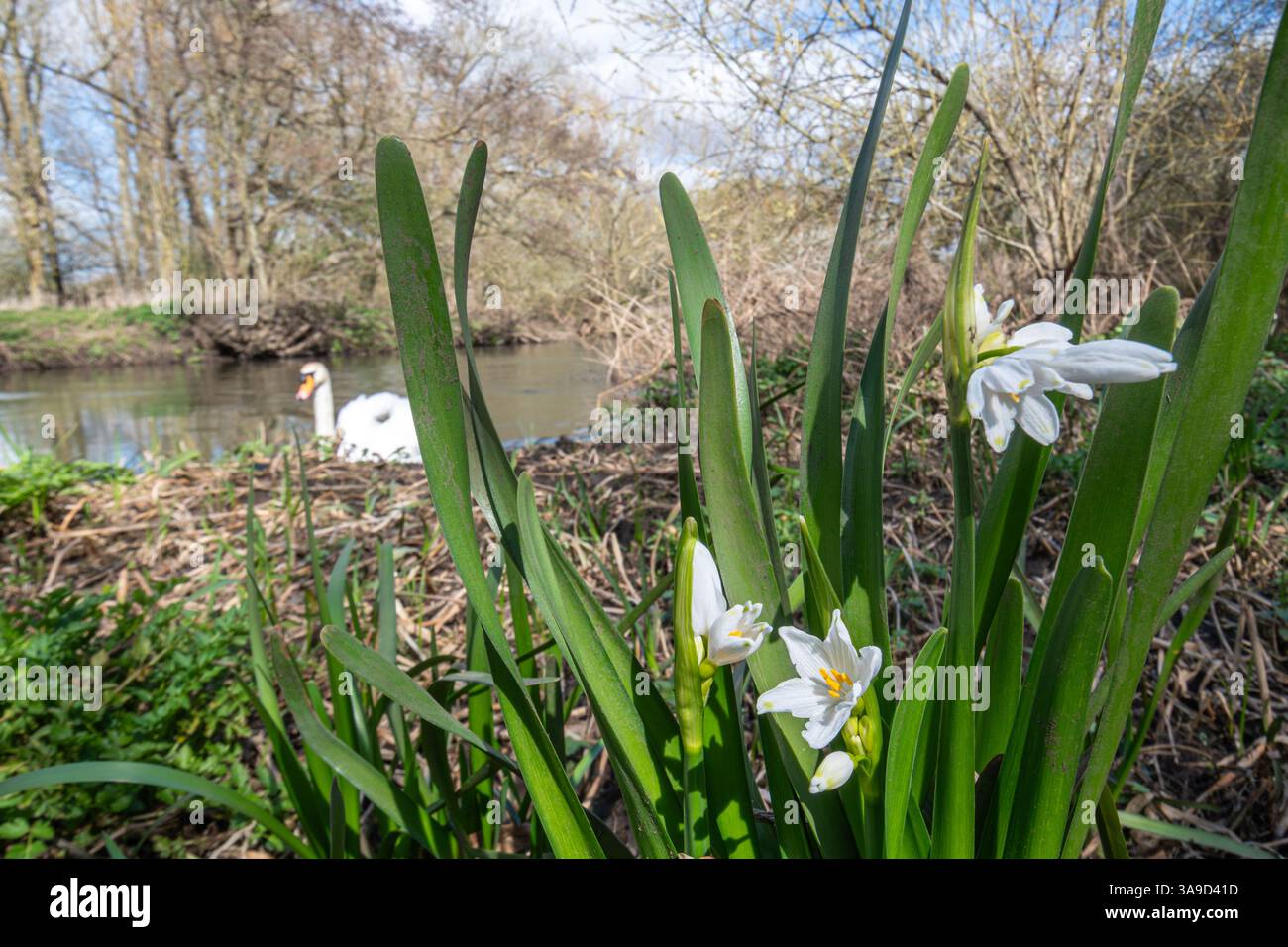 Loddon lilies lily (Leucojum aestivum) growing wild along the River ...