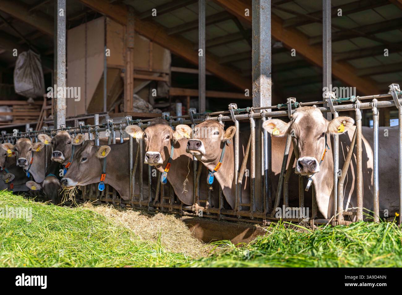 Braunviehkühe werden im Stall mit frischem Gras gefüttert, Praxisfoto ...