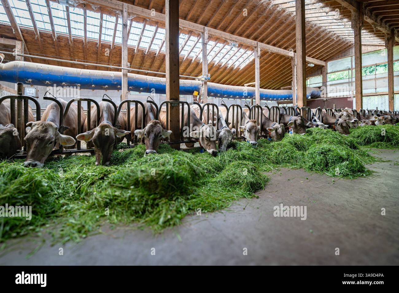 Braunviehkühe werden im Stall mit frischem Gras gefüttert, Praxisfoto ...