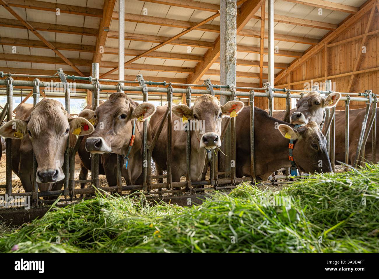 Braunviehkühe werden im Stall mit frischem Gras gefüttert, Praxisfoto ...