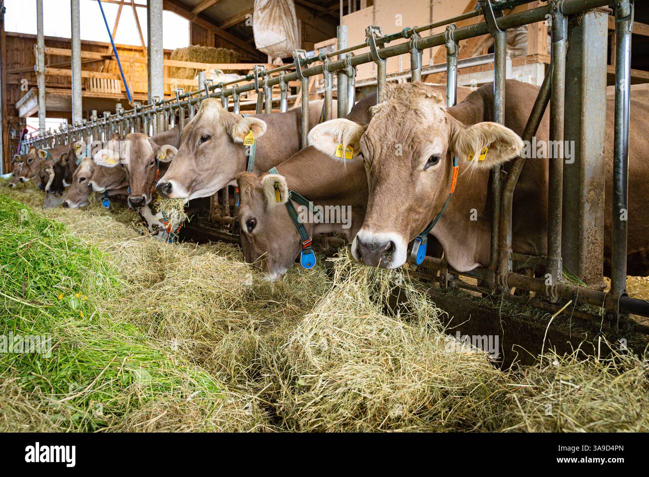 Braunviehkühe werden im Stall mit frischem Gras gefüttert, Praxisfoto ...