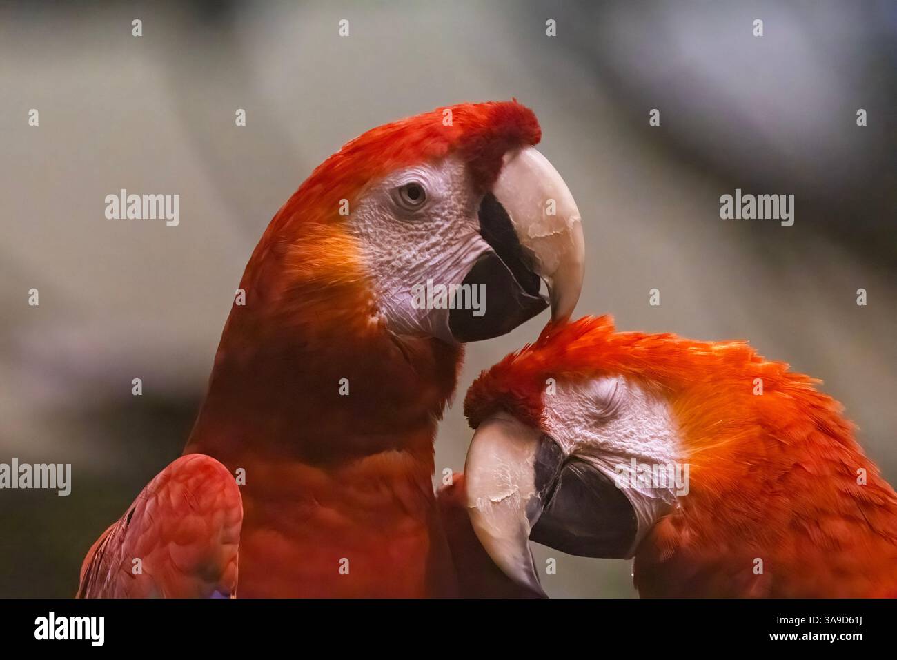 Pair of scarlet macaw (Ara macao Stock Photo - Alamy