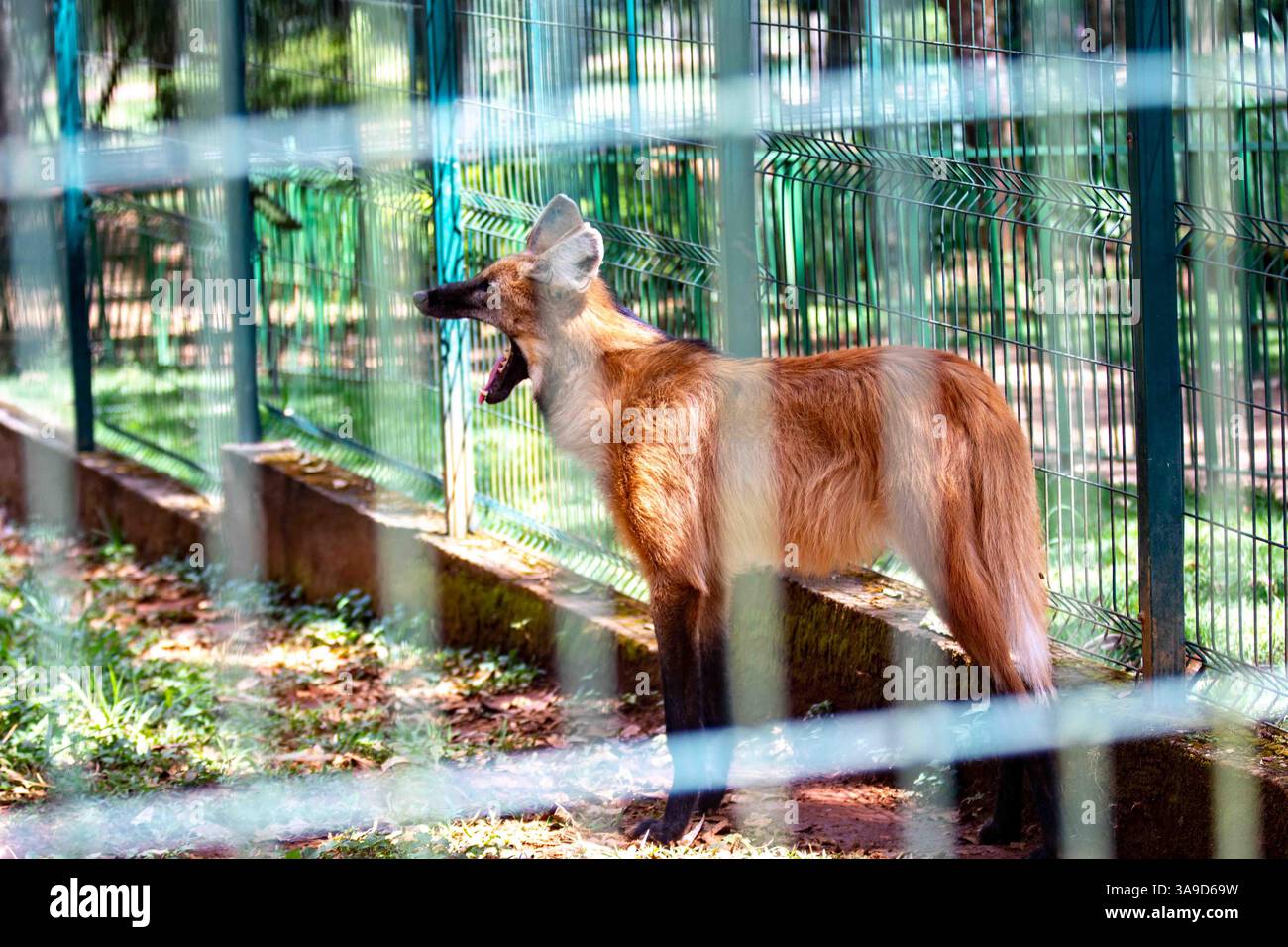 Typical and rare Brazilian maned wolf in selective focus in natural ...