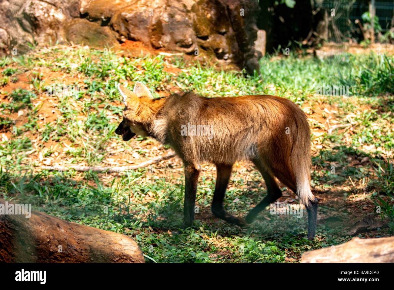 Typical and rare Brazilian maned wolf in selective focus in natural ...