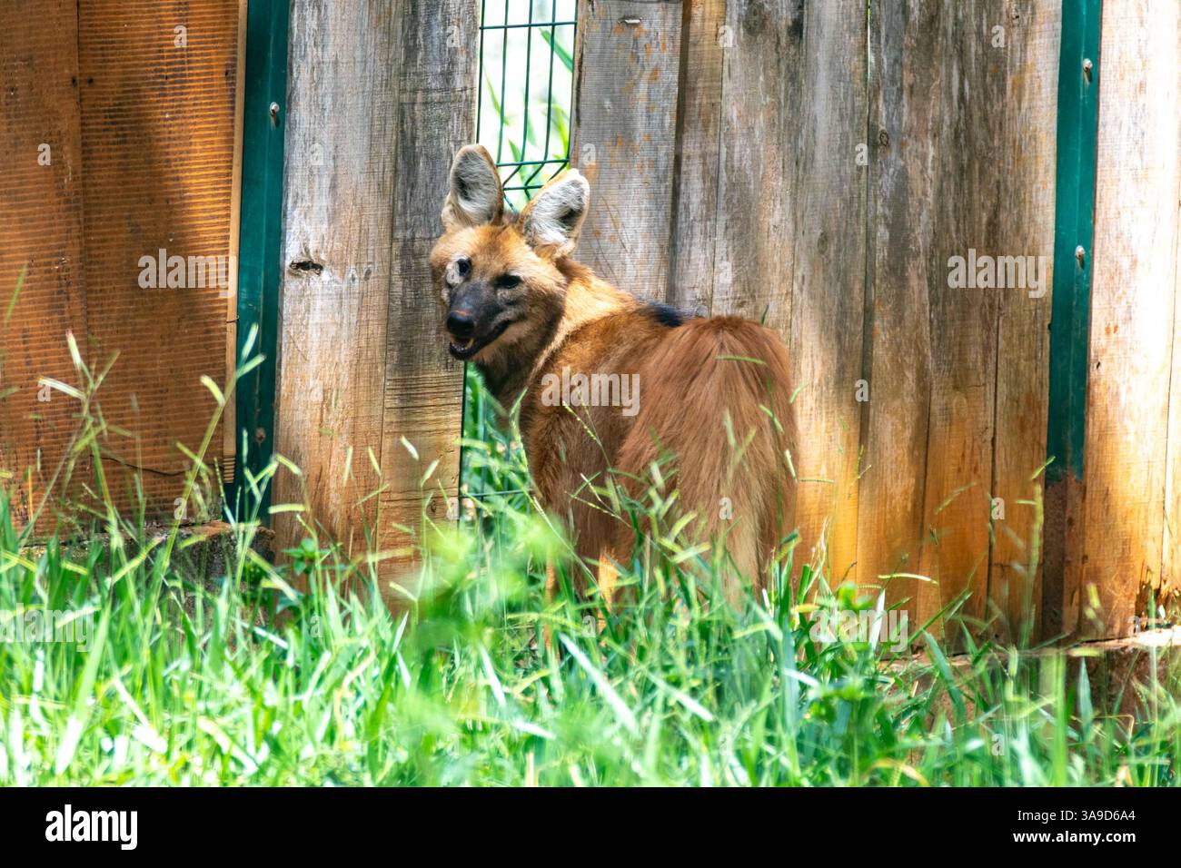 Typical and rare Brazilian maned wolf in selective focus in natural ...