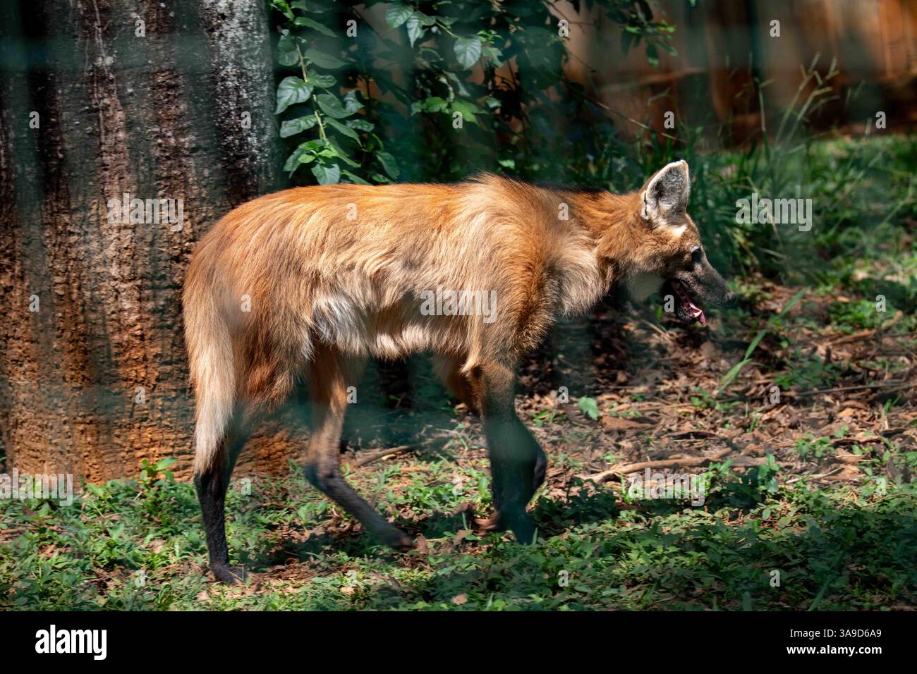Typical and rare Brazilian maned wolf in selective focus in natural ...
