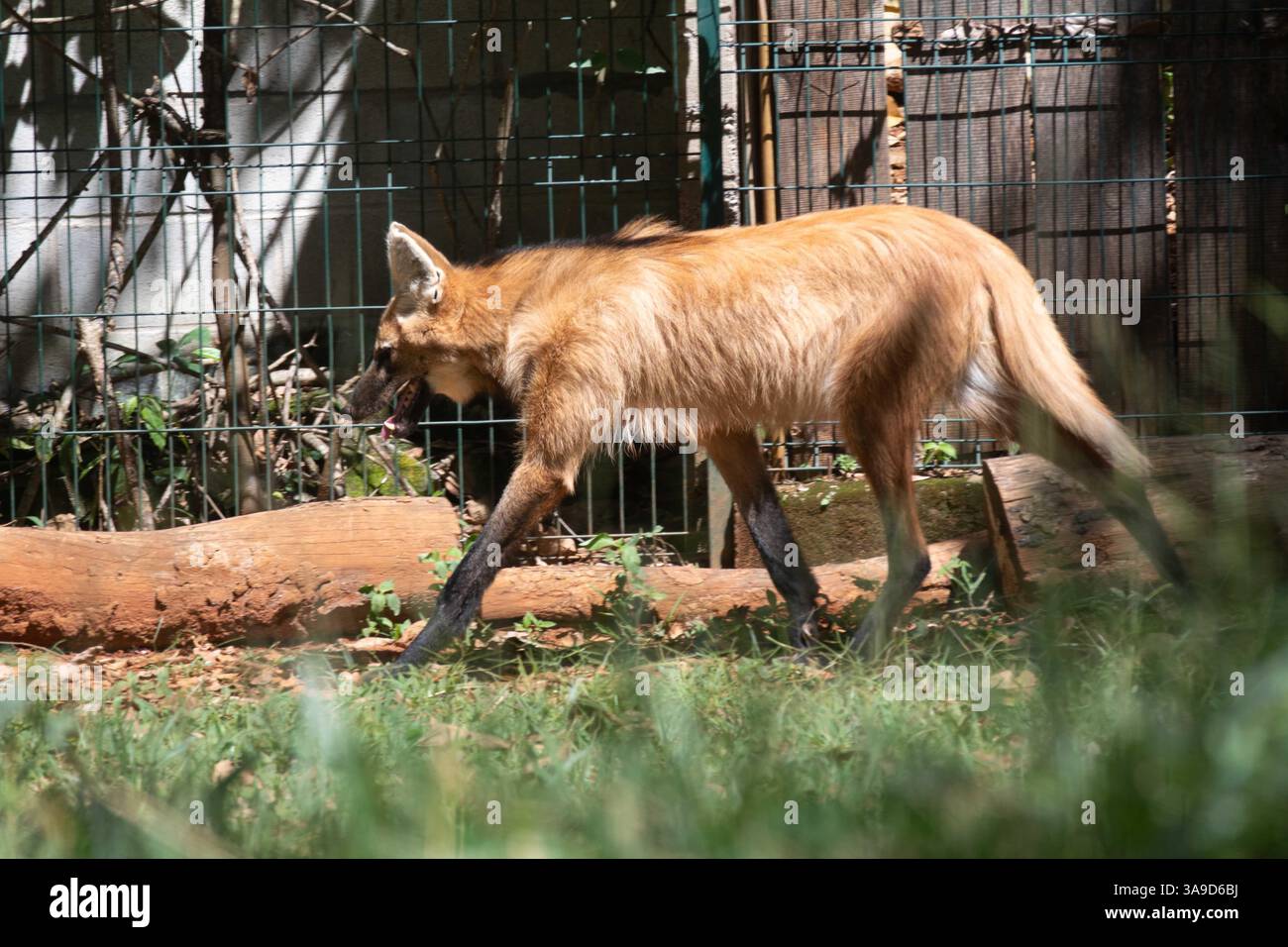 Typical and rare Brazilian maned wolf in selective focus in natural ...