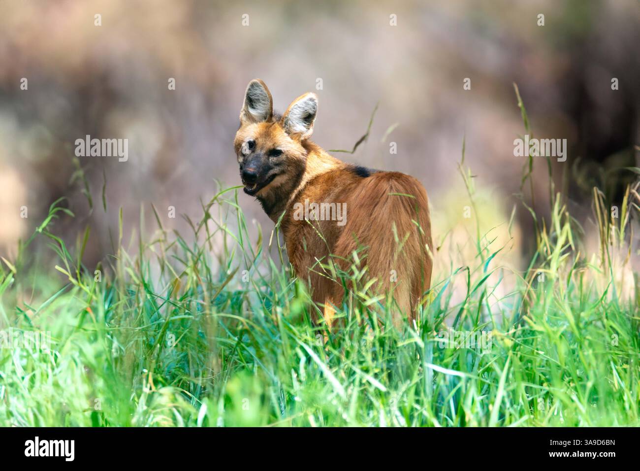 Typical and rare Brazilian maned wolf in selective focus in natural ...