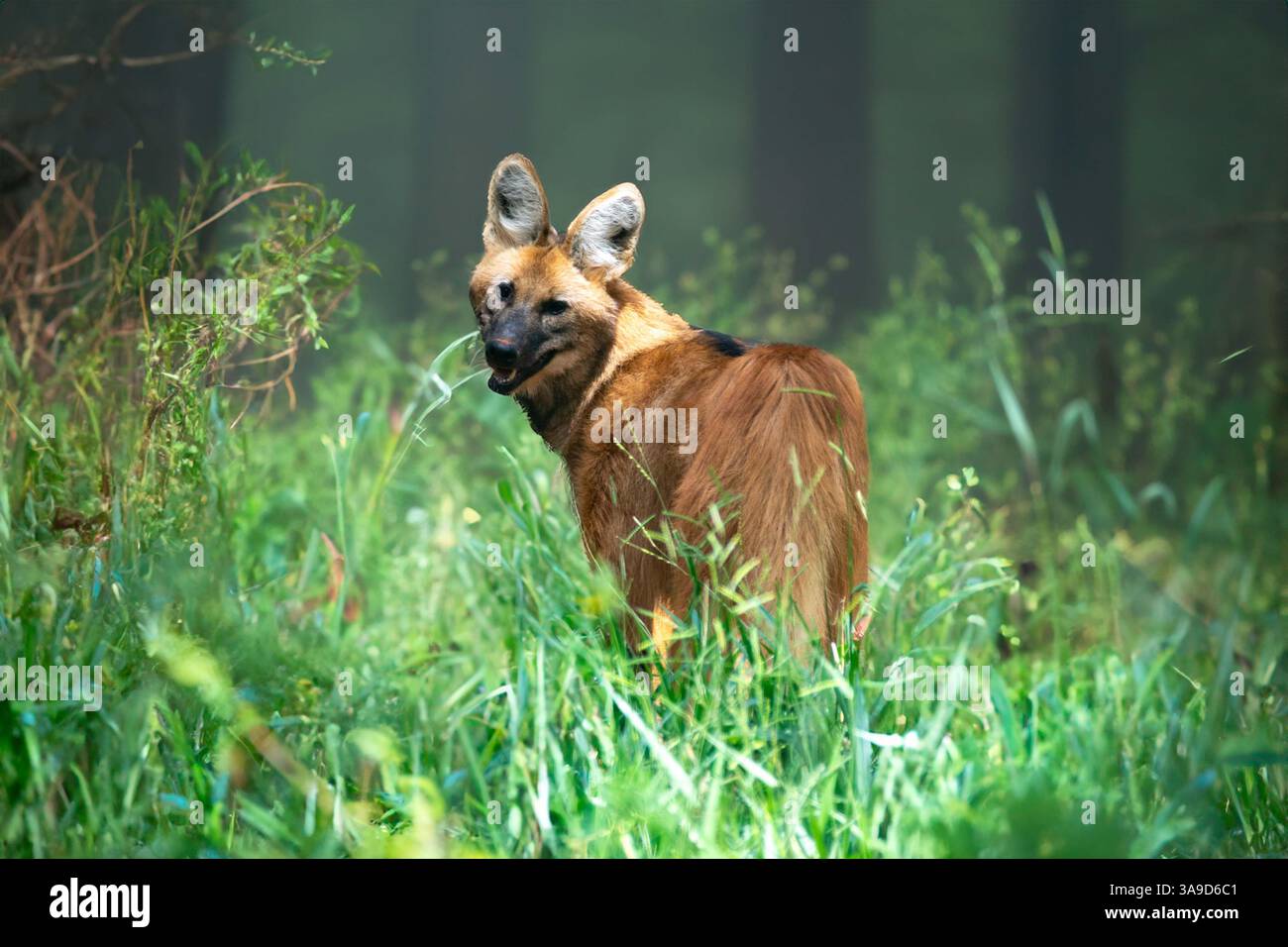 Typical and rare Brazilian maned wolf in selective focus in natural ...