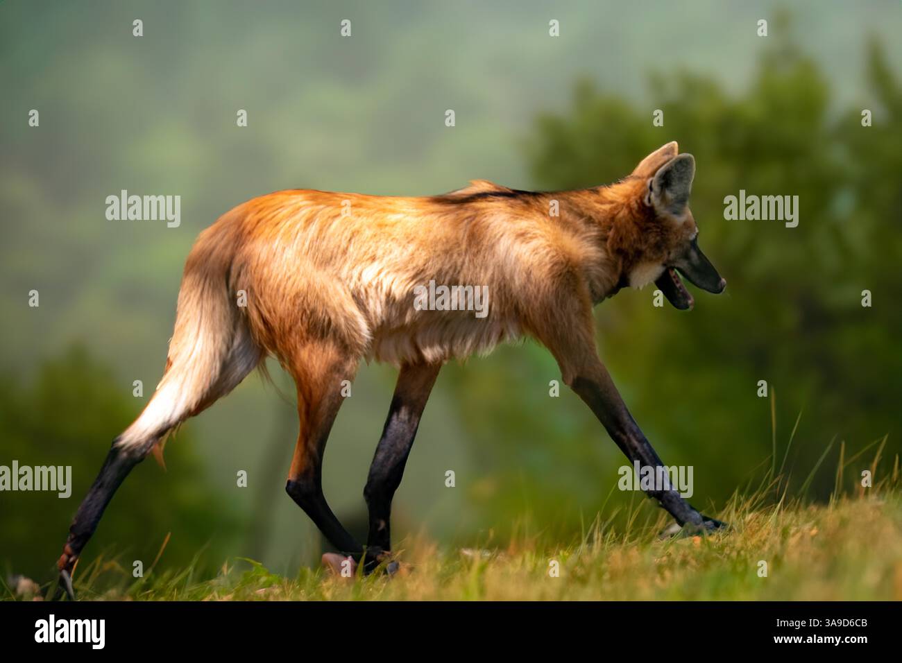 Typical and rare Brazilian maned wolf in selective focus in natural ...