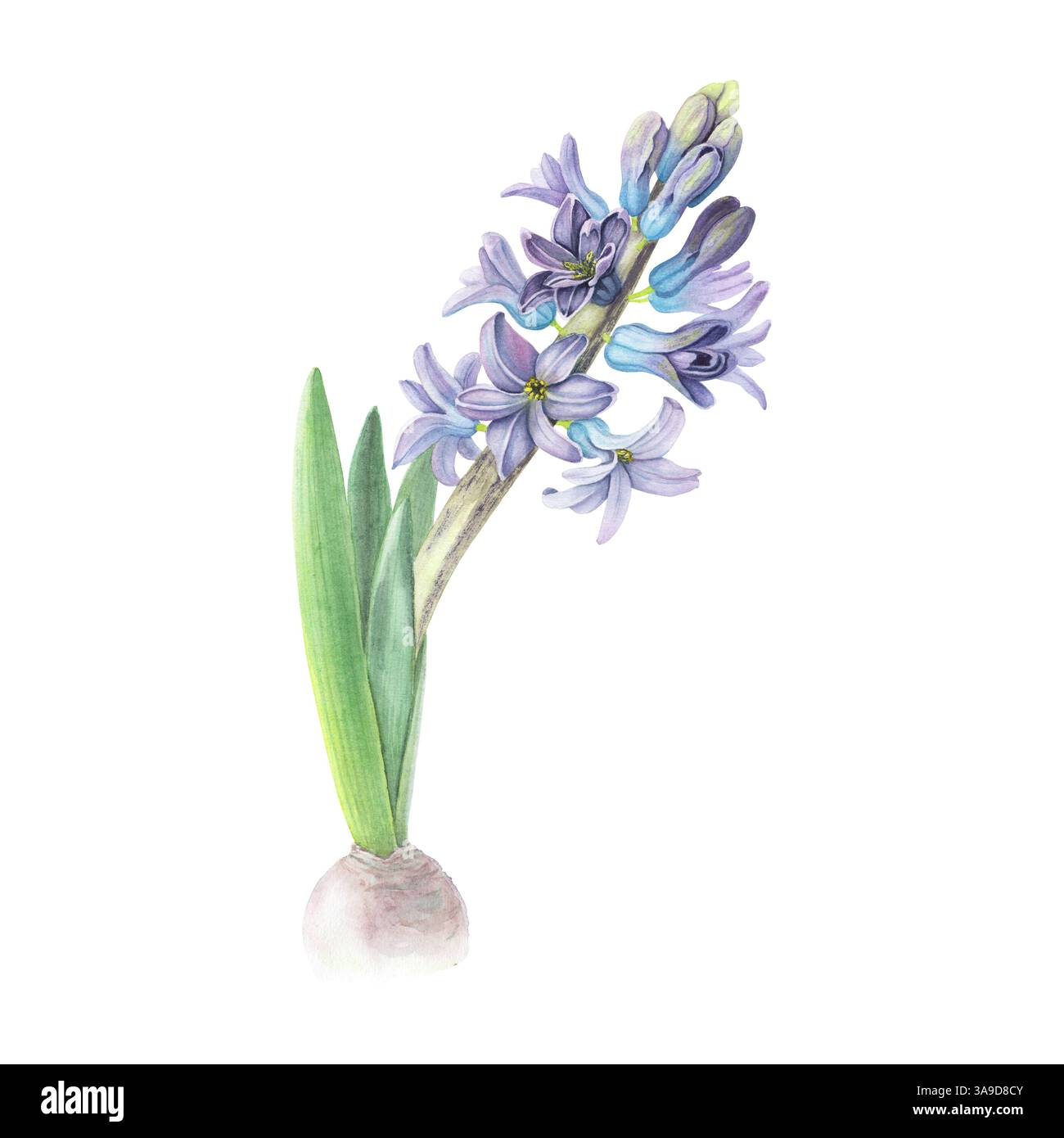 Hyacinth violet flower isolated on white background. Watercolor hand ...