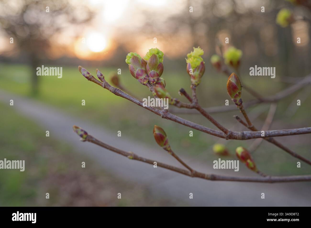 Flowering Norway maple (Acer platanoides), maple, spring, March ...