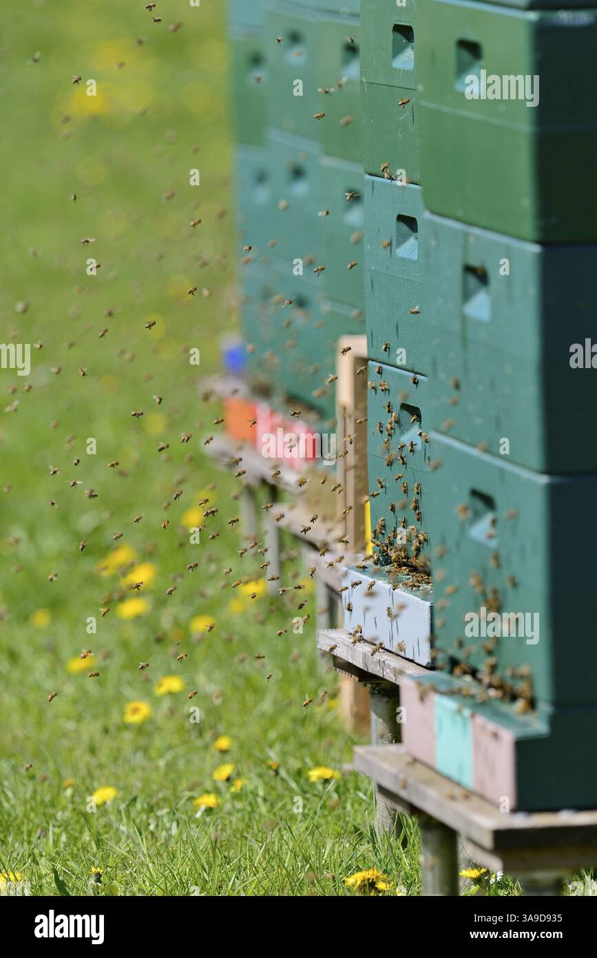 Honey bees (Apis mellifera) at the beehives, North Rhine-Westphalia ...