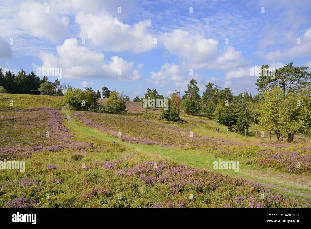 View of the high heath landscape, flowering heather (Calluna Vulgaris ...
