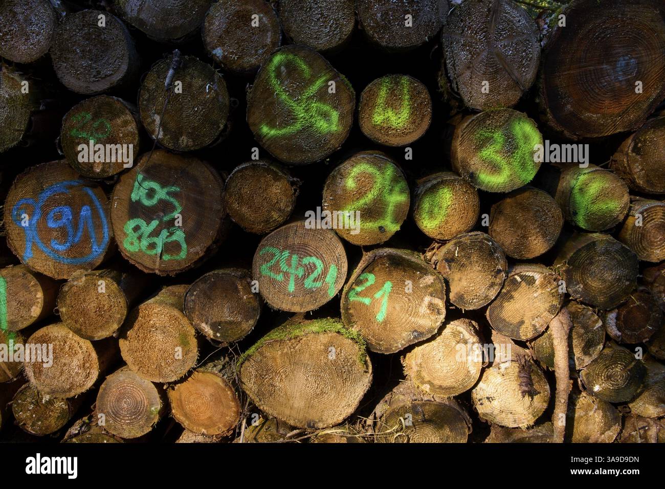 Colourful marking, lettering with numbers on stacked tree trunks in the ...