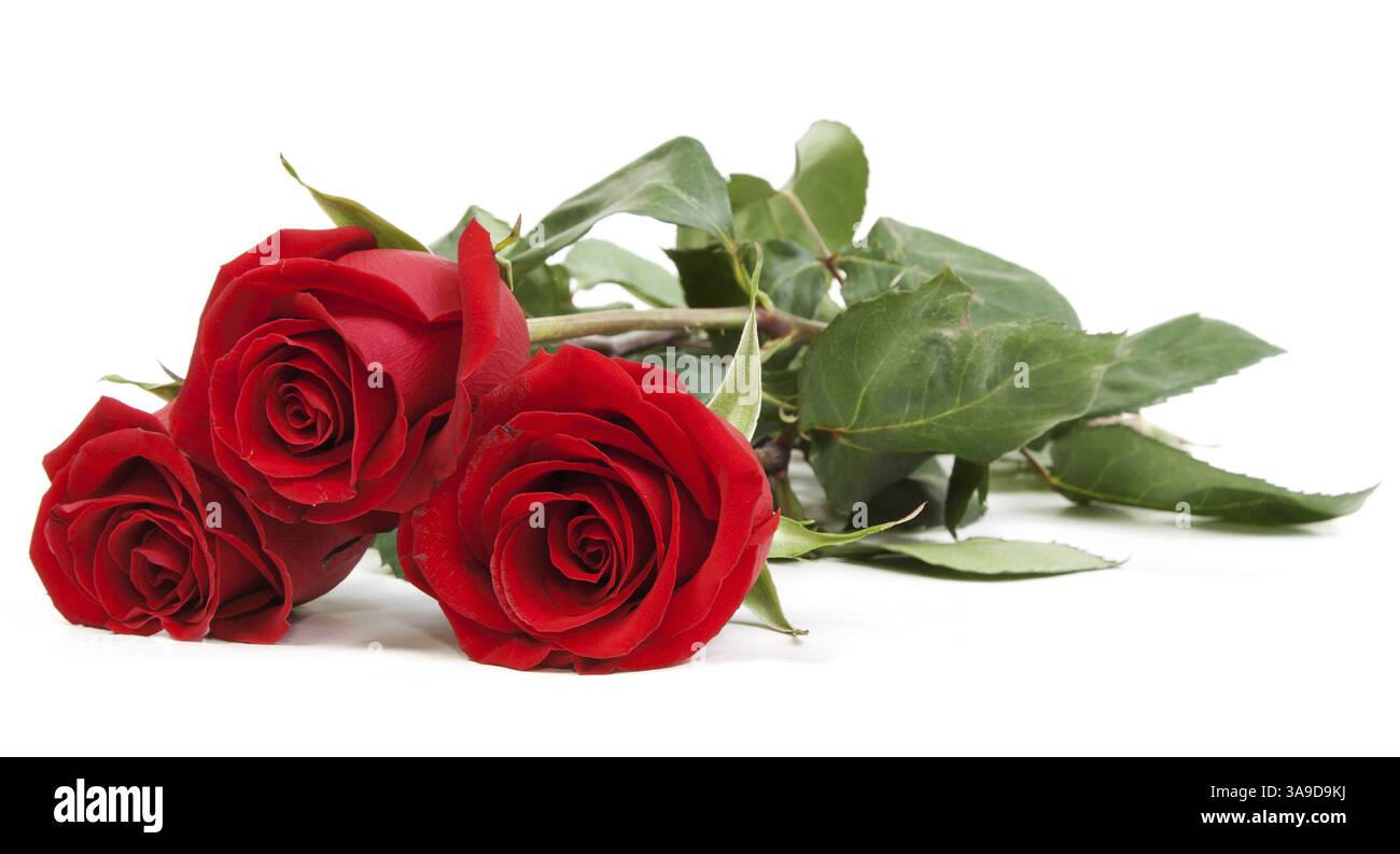 Three red roses isolated on white background Stock Photo - Alamy