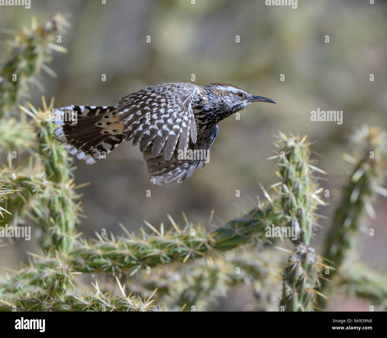 Wren flying hi-res stock photography and images - Alamy
