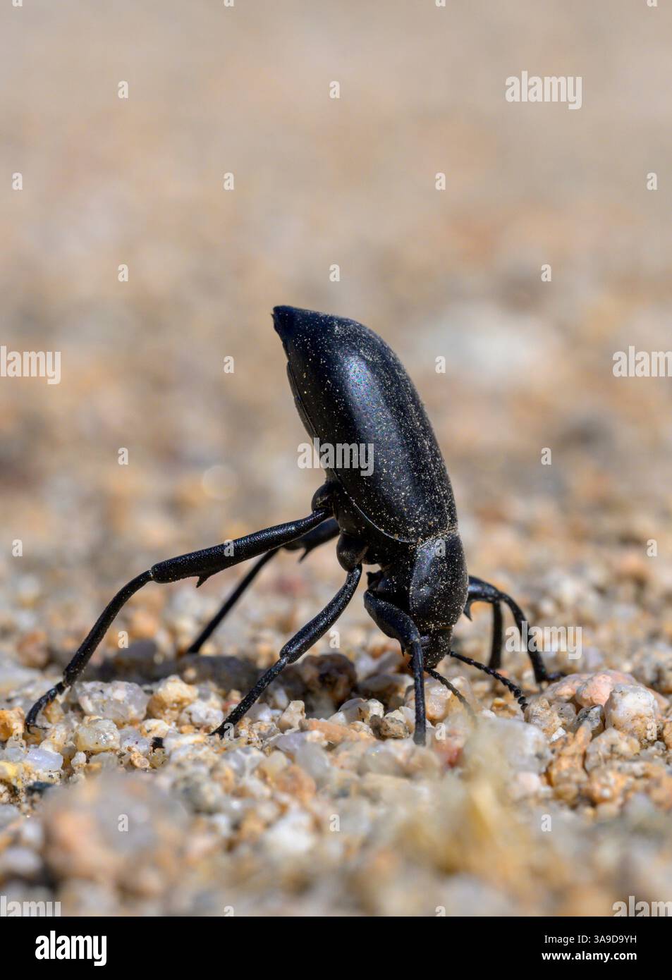Desert Stink Beetle (Eleodes armata) in defensive posture, Mojave ...