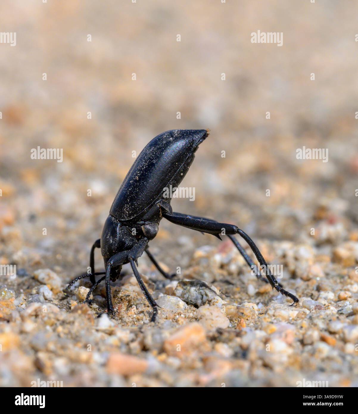 Desert stink beetle hi-res stock photography and images - Alamy