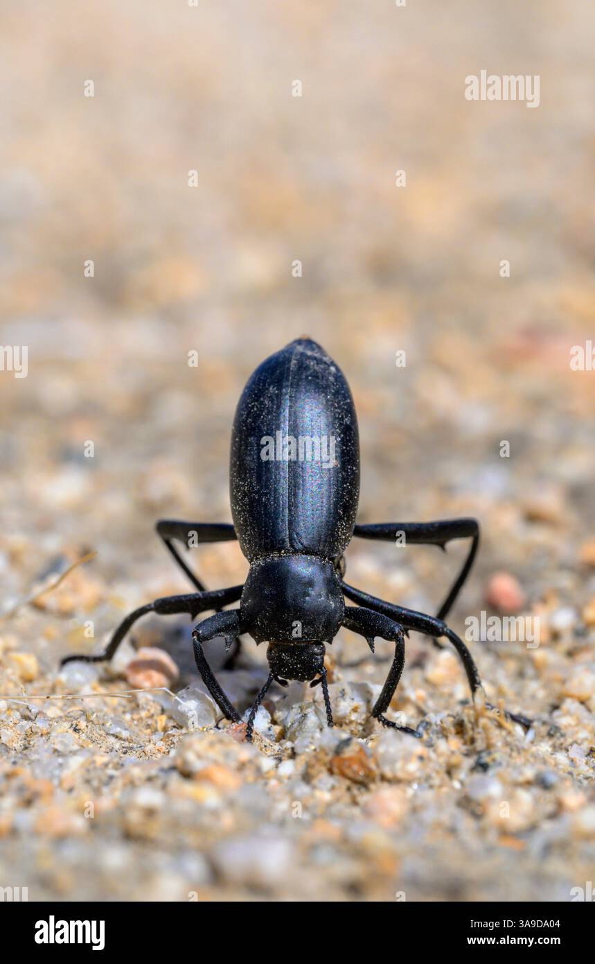 Desert Stink Beetle (Eleodes armata) in defensive posture, Mojave ...