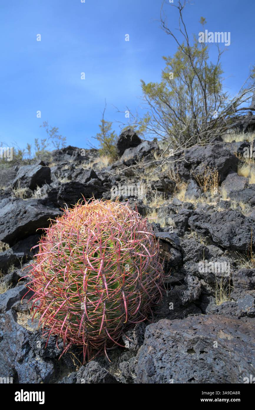 California red Barrel Cactus (Ferocactus cylindraceus) grooving among ...