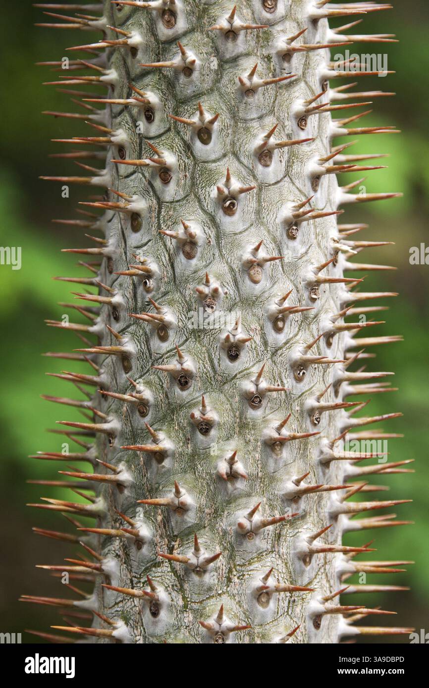 Stem tropical tree with needle on background verdure Stock Photo - Alamy