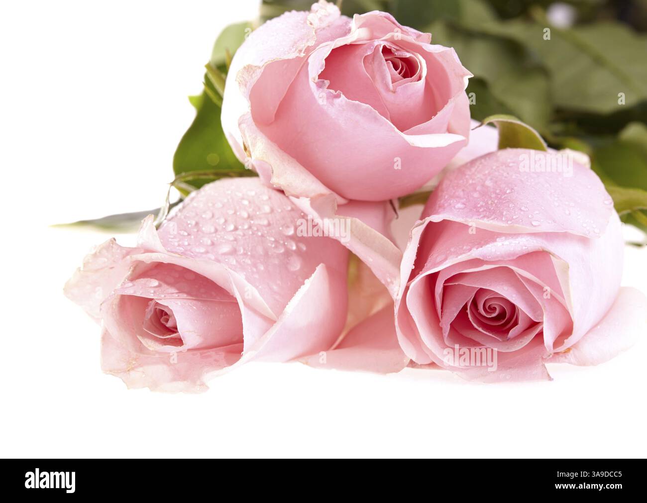 Three pink roses with water drops and green leaves on white background ...