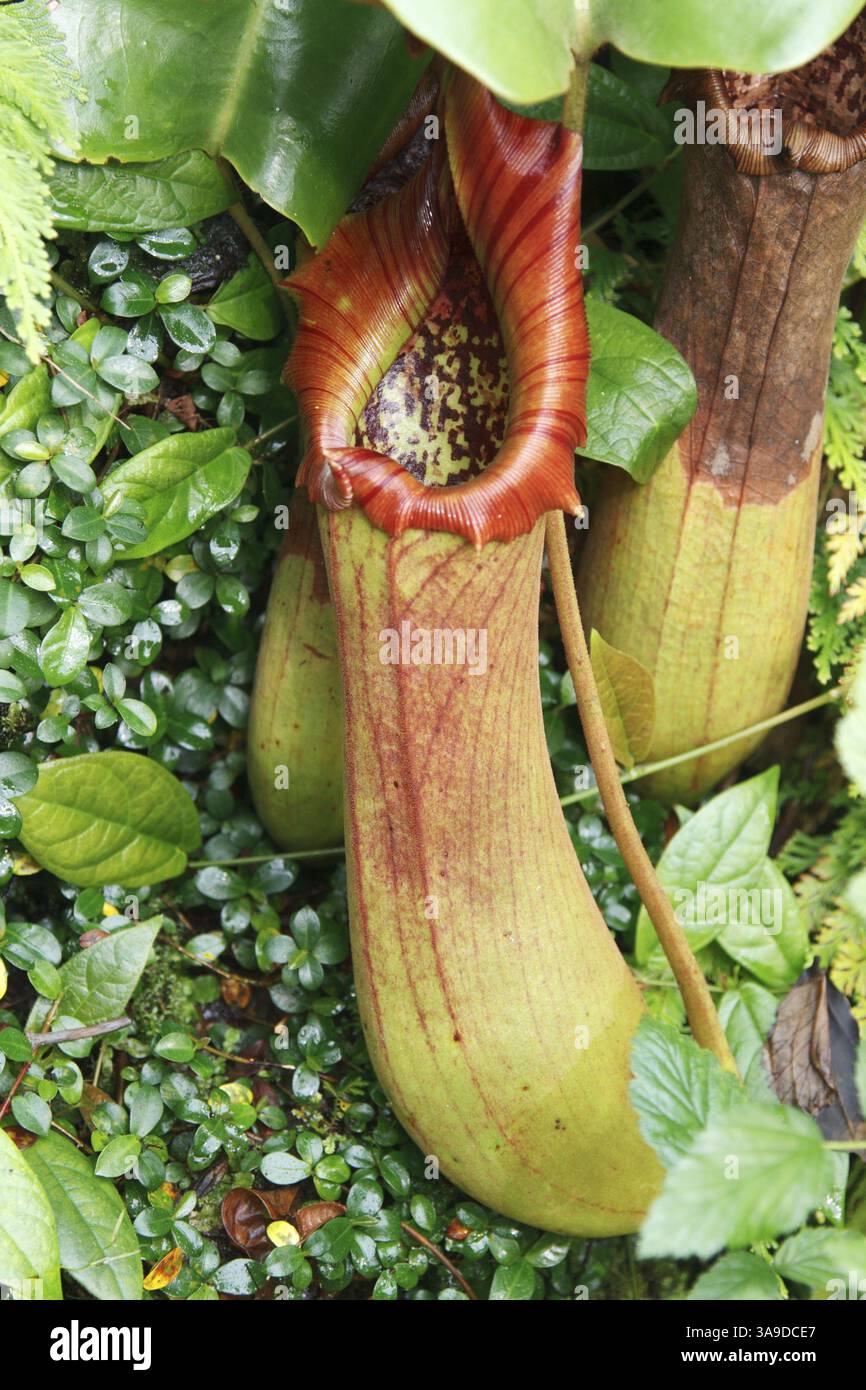Ravenous tropical plant in the manner of pitcher with water Stock Photo ...