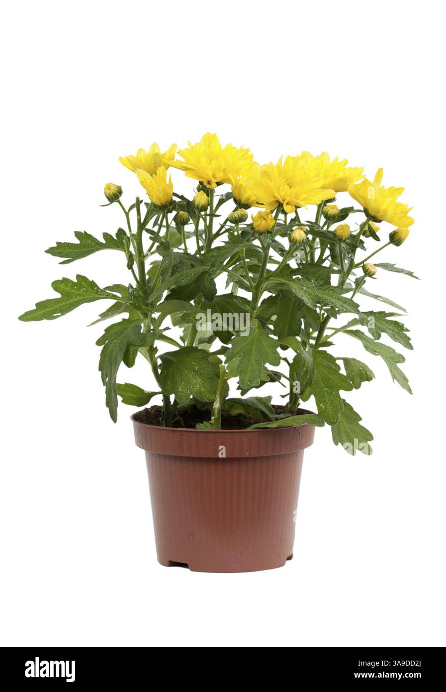 Decorative yellow chrysanthemum in pot isolated on white background ...