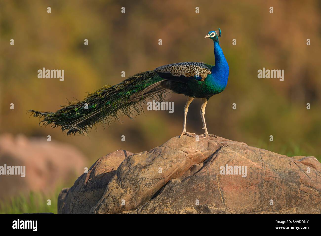 Peacock sitting on rock hi-res stock photography and images - Alamy