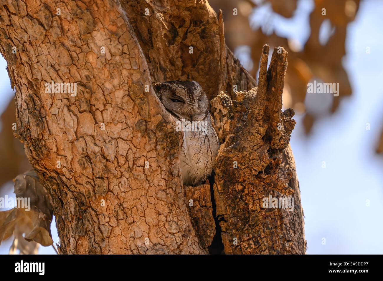 Scops owl in a tree cavity, Panna Tiger Reserve, Madhya Pradesh, India ...