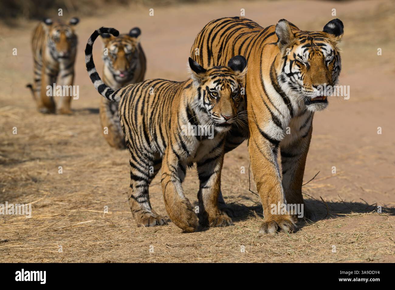 Tiger mom (P-141) and cubs walking, Panna Tiger Reserve, Madhya Pradesh, India, March 2025 Stock ...