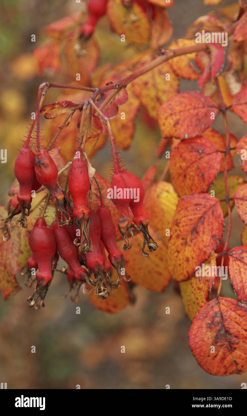 Fruits of the red wild rose grow on autumn tree Stock Photo - Alamy