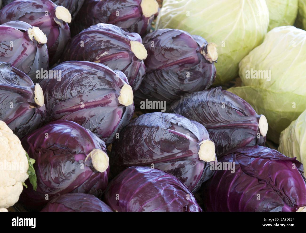 Blue and white cabbage packed background in the bazaar Stock Photo - Alamy