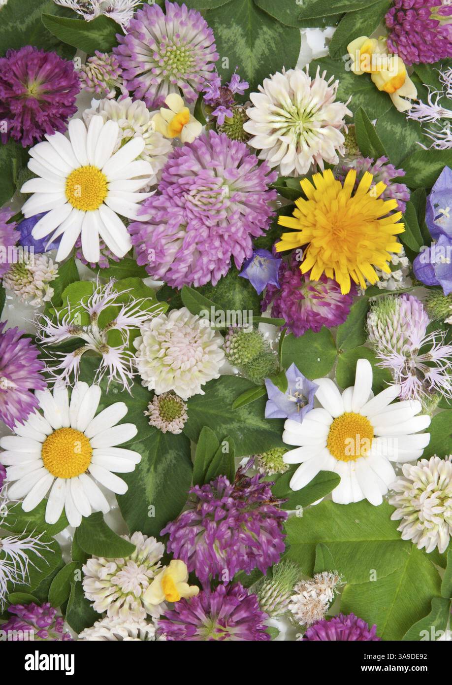 Background from flower daisywheel dutch clover dandelion on water Stock ...