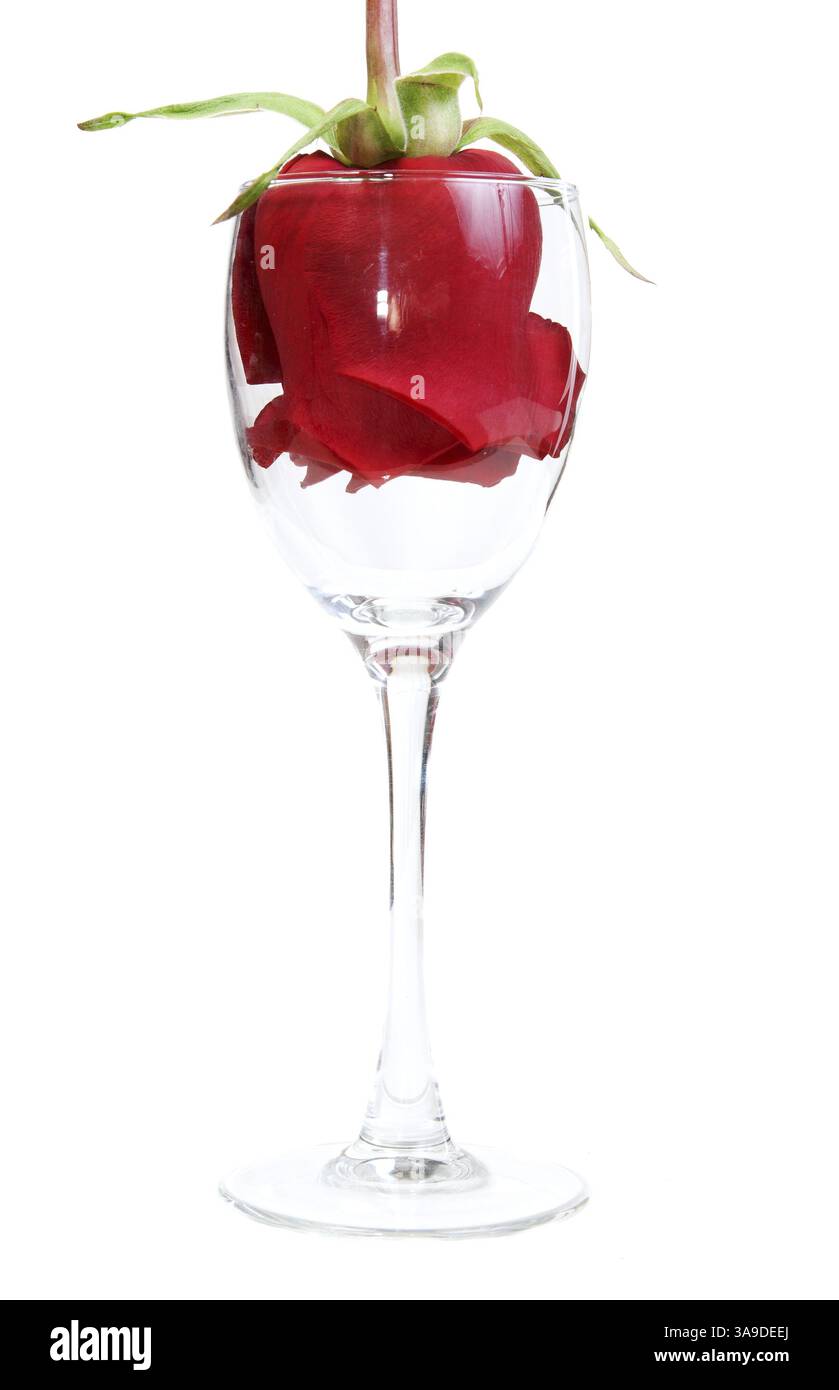 Red Rose in a glass goblet on a white background Stock Photo - Alamy