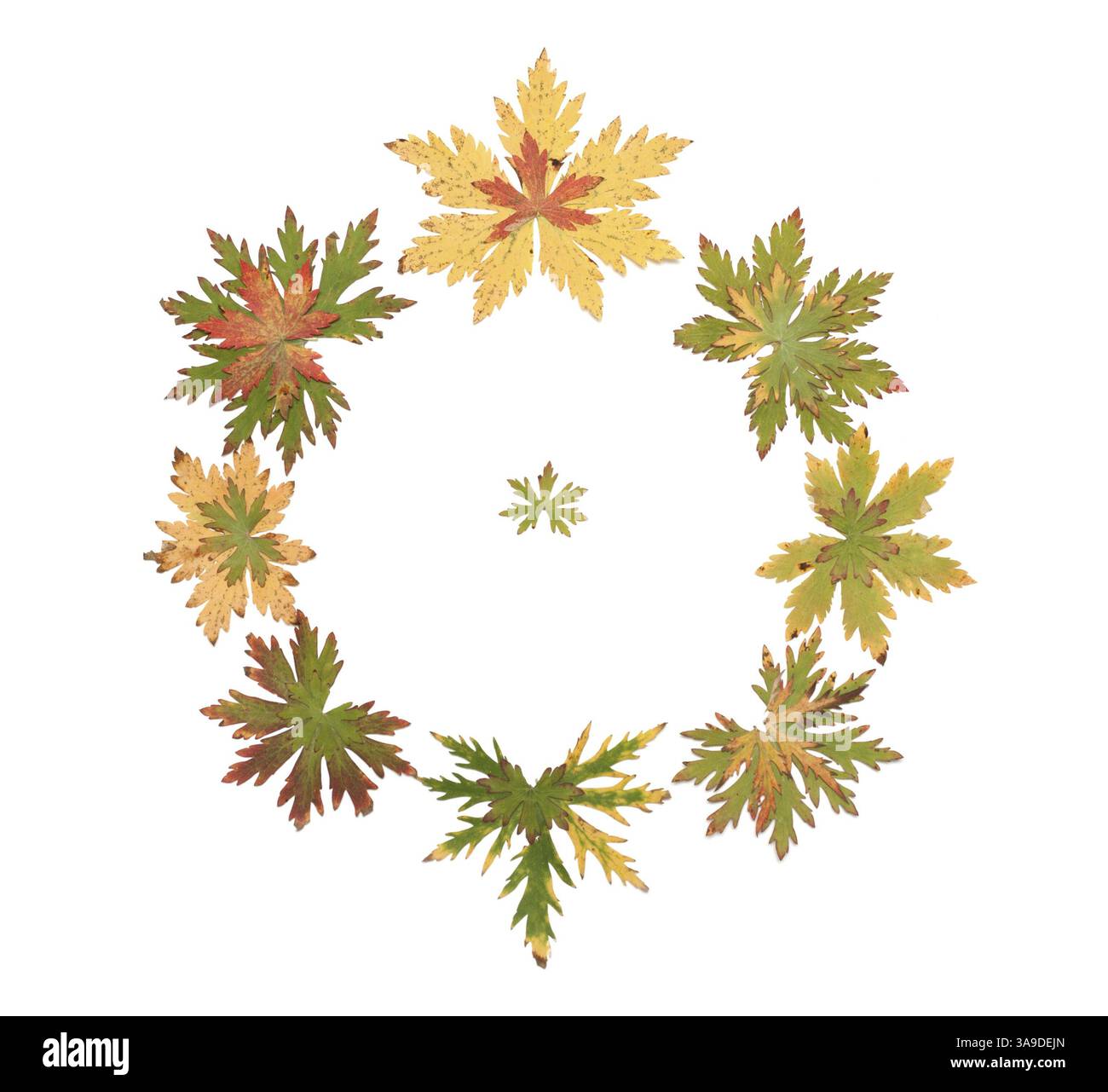 Autumn sheet put on white background around Stock Photo - Alamy