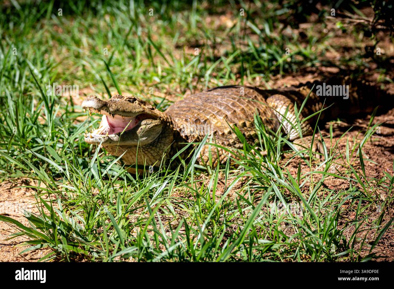 Typical Brazilian alligator from the Pantanal out of the water warming ...