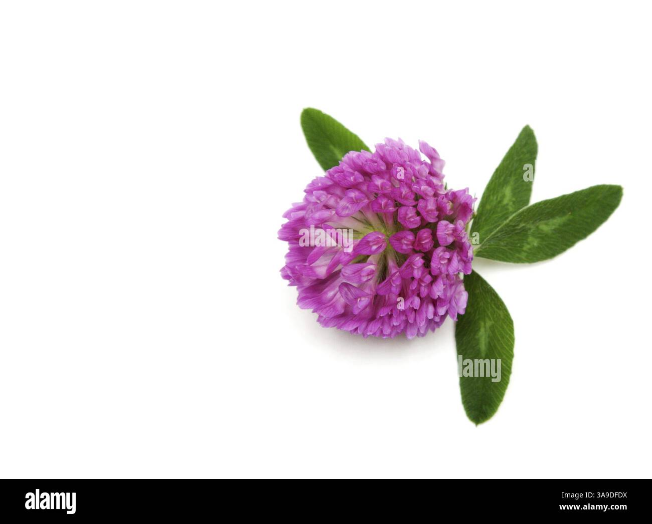 Violet flower of the dutch clover insulated on white background Stock ...