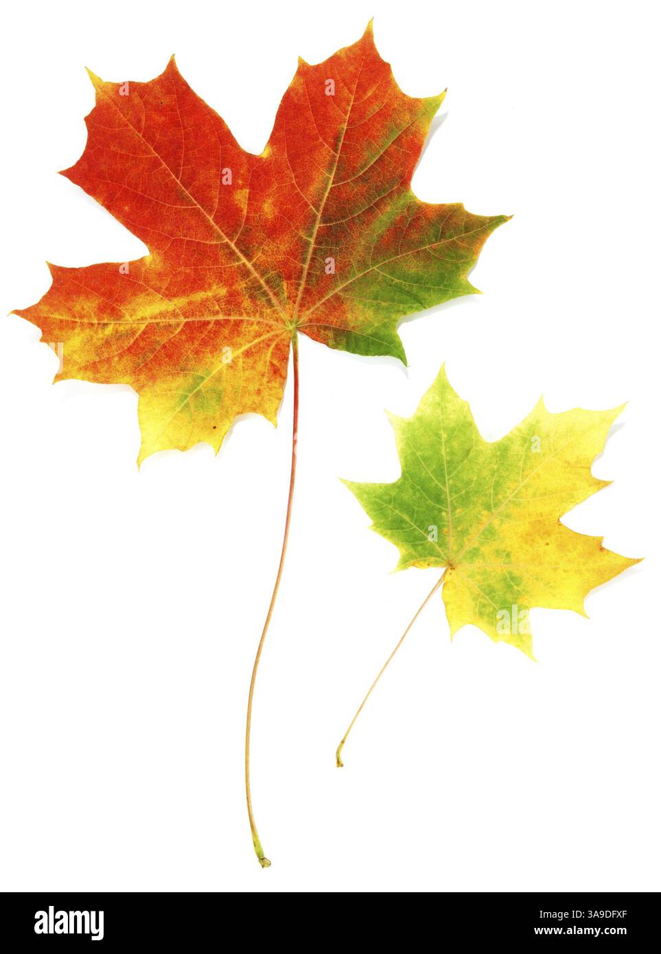 Two sheets Cut Out Stock Images & Pictures - Alamy