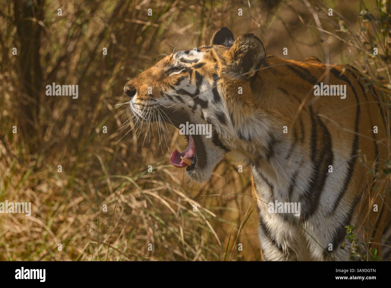 Yawning wild tiger panthera tigris hi-res stock photography and images ...