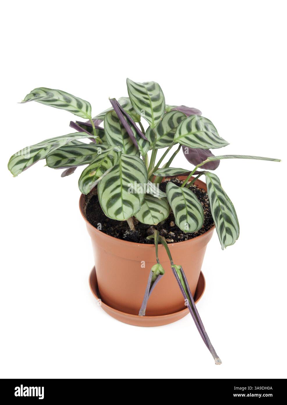 Cut flowers in home Cut Out Stock Images & Pictures - Alamy