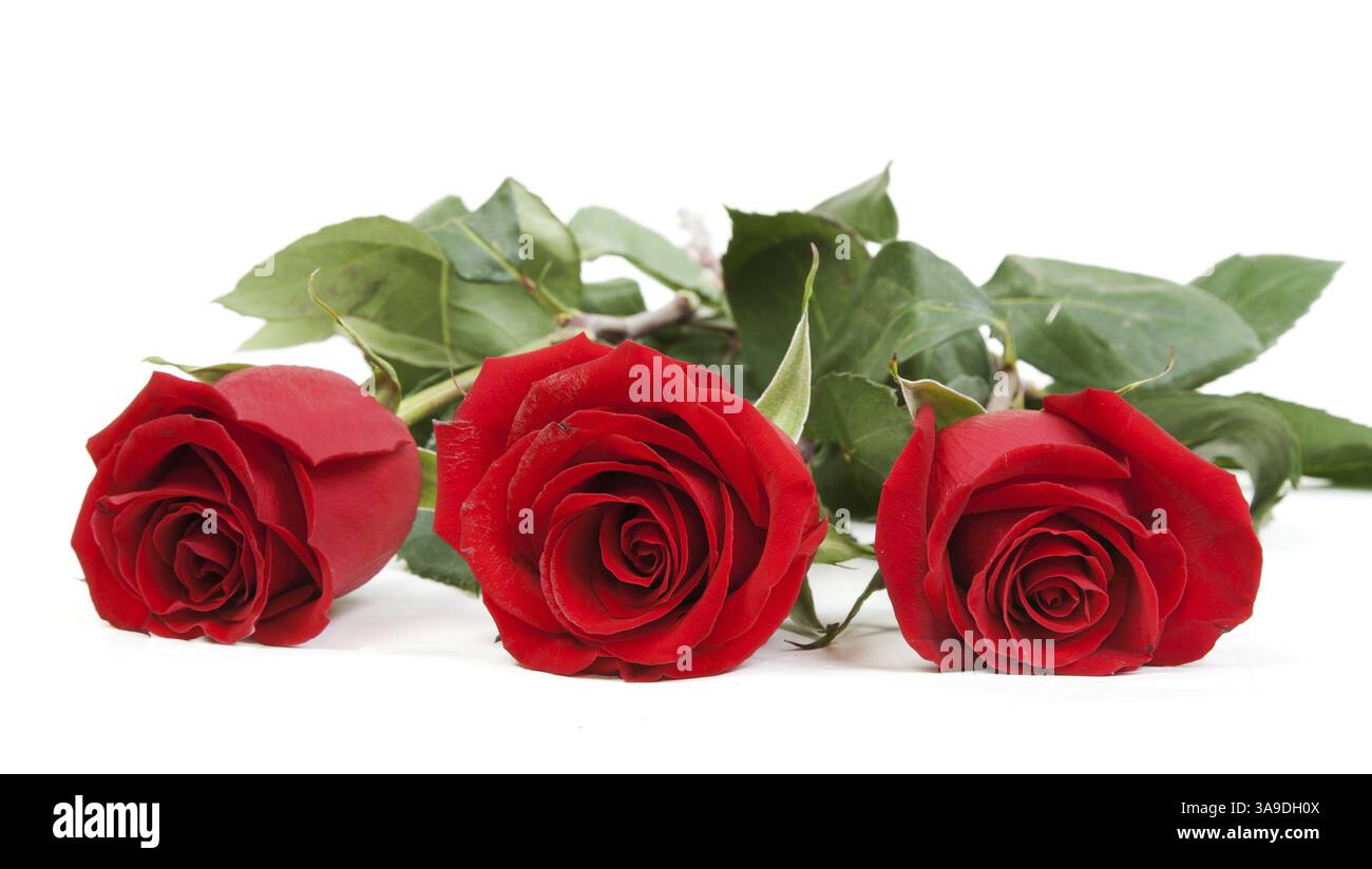 Three red roses isolated on white background Stock Photo - Alamy