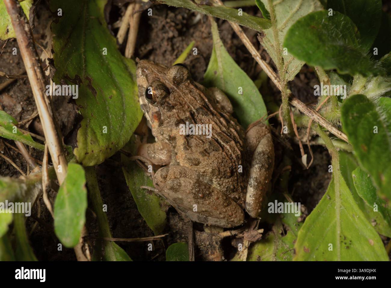 Sapgreen stream frog hi-res stock photography and images - Alamy