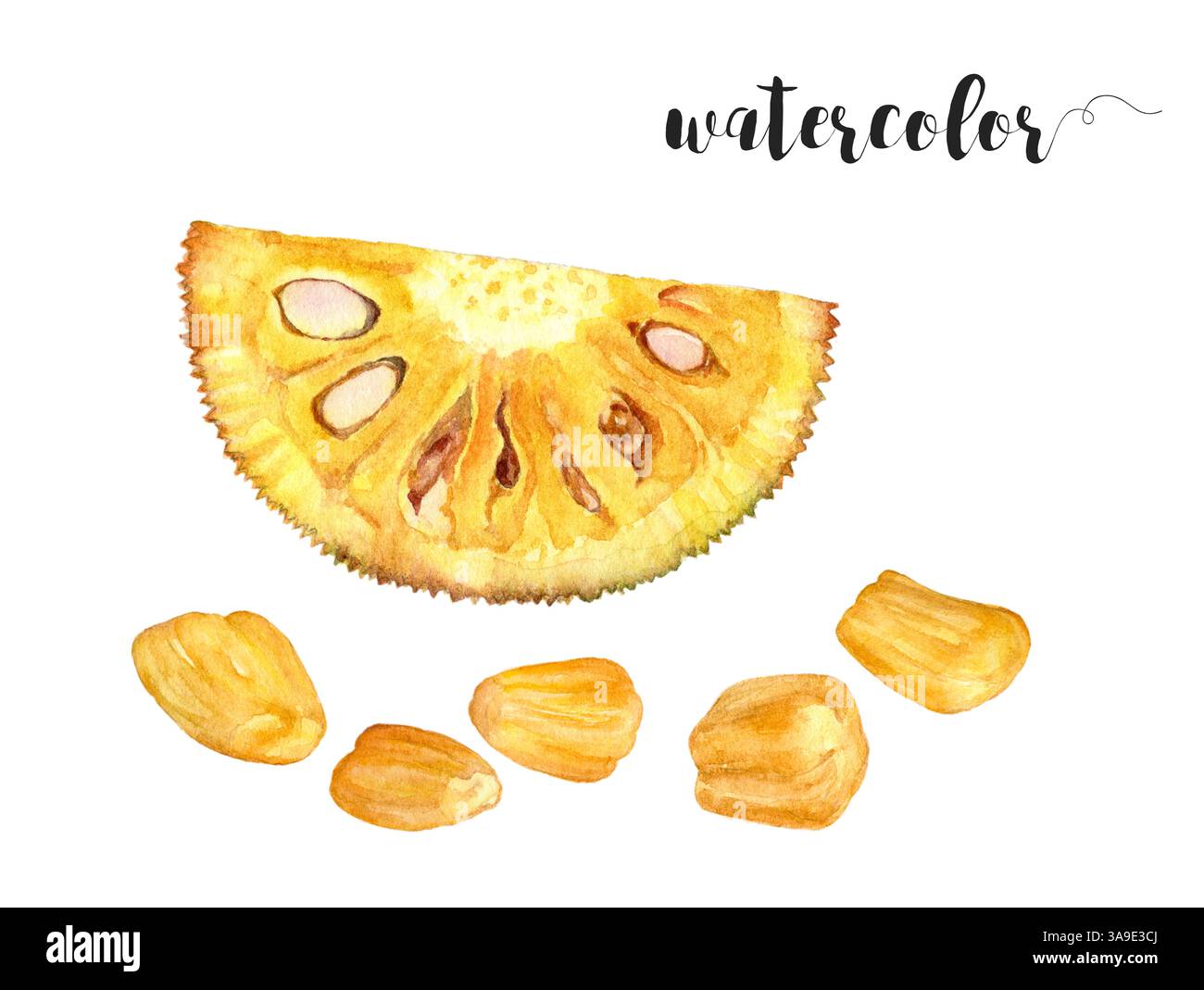 Hand-Painted Watercolor Jackfruit Slice and Seeds Botanical ...