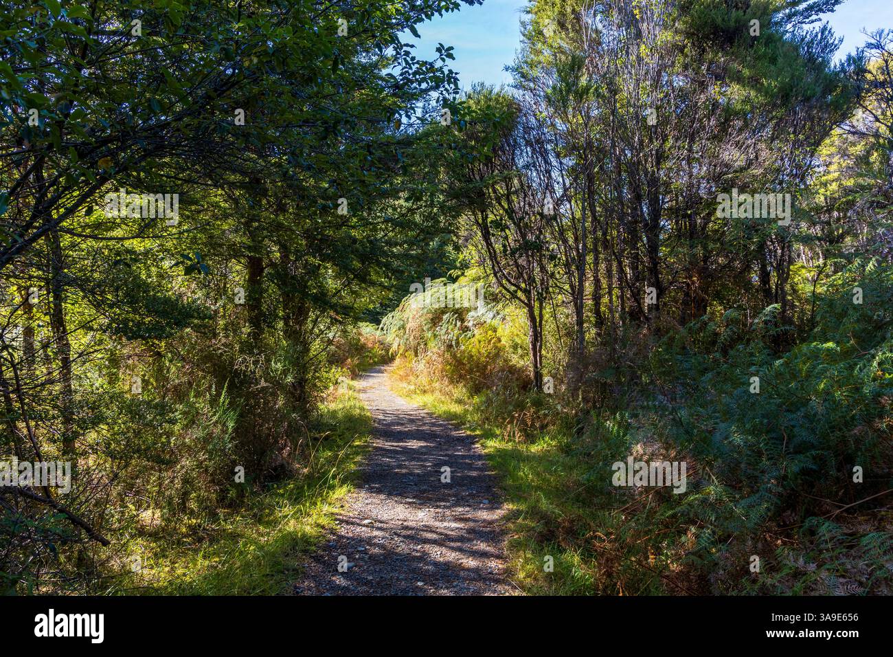 Lake Mistletoe walking track near Highway 94 to Milford Sound in South ...