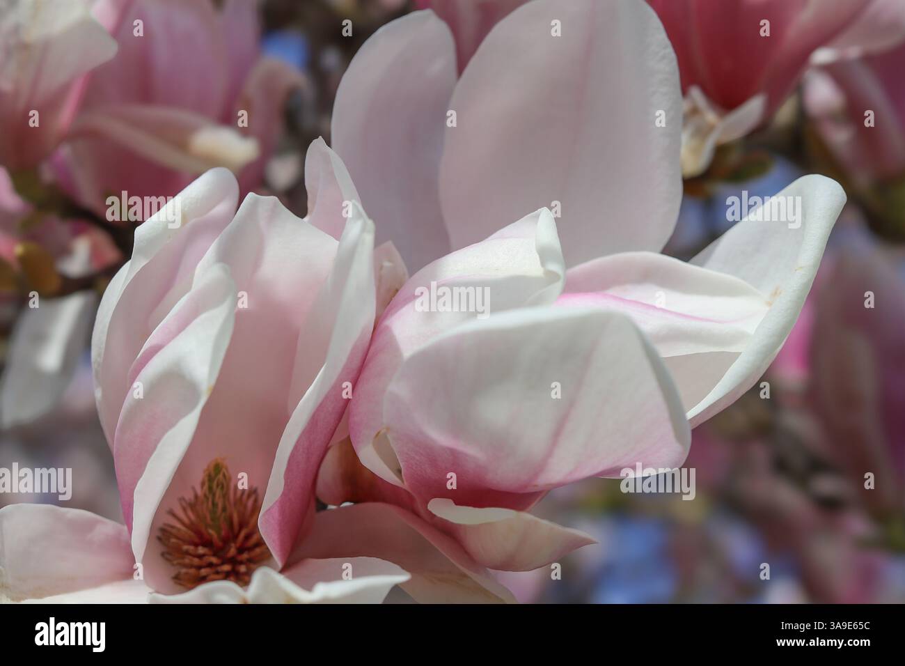 Close up images of Magnolia x Soulangeana in bloom, early Spring ...