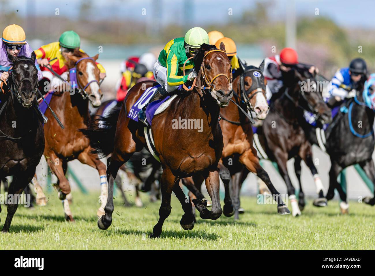 March 30, 2025, Toyoake, Aichi, USA: Satono Reve (10) ridden by Joao ...
