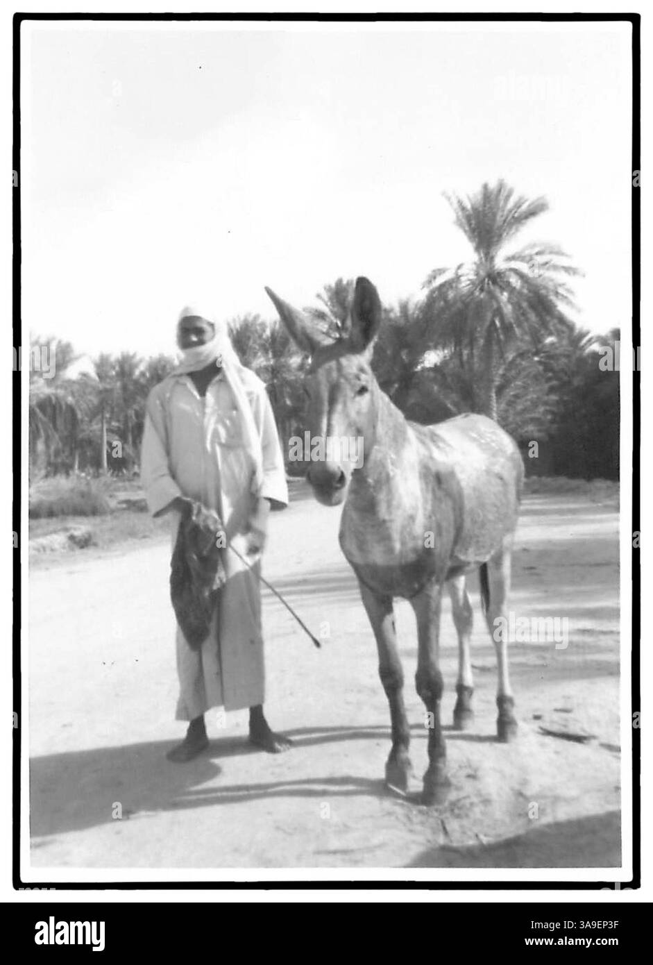 Scenes from al-Hofuf, al-Ahsa, Saudi Arabia, abt 1968 Stock Photo - Alamy