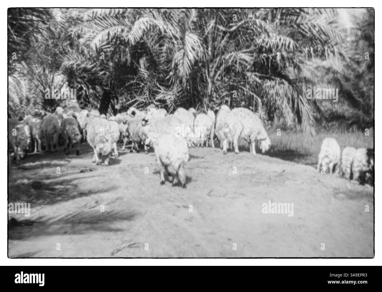 Scenes from al-Hofuf, al-Ahsa, Saudi Arabia, abt 1968 Stock Photo - Alamy